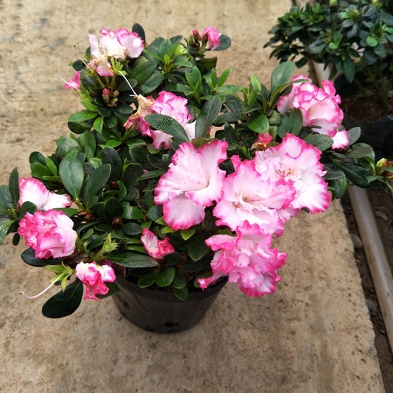 Buy Azalea Potted Plant Outdoor Balcony Garden Plant on ezbuy SG